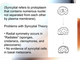 Phylum Porifera | PPT