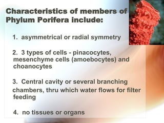 Phylum Porifera | PPT | Free Download
