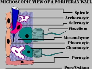 Phylum Porifera | PPT
