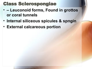 Sclerospongiae