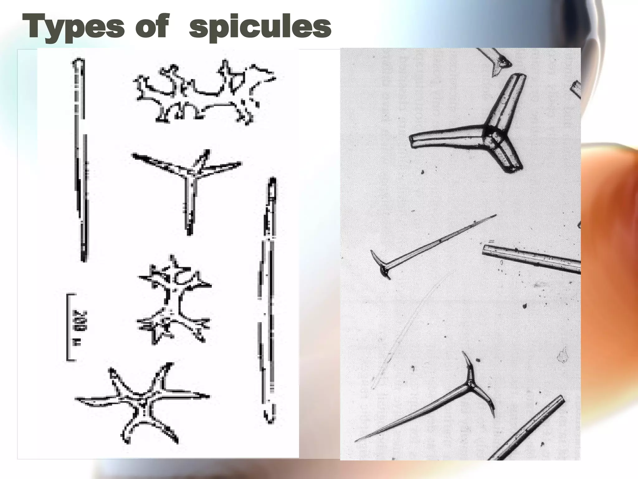 Phylum Porifera | PPT