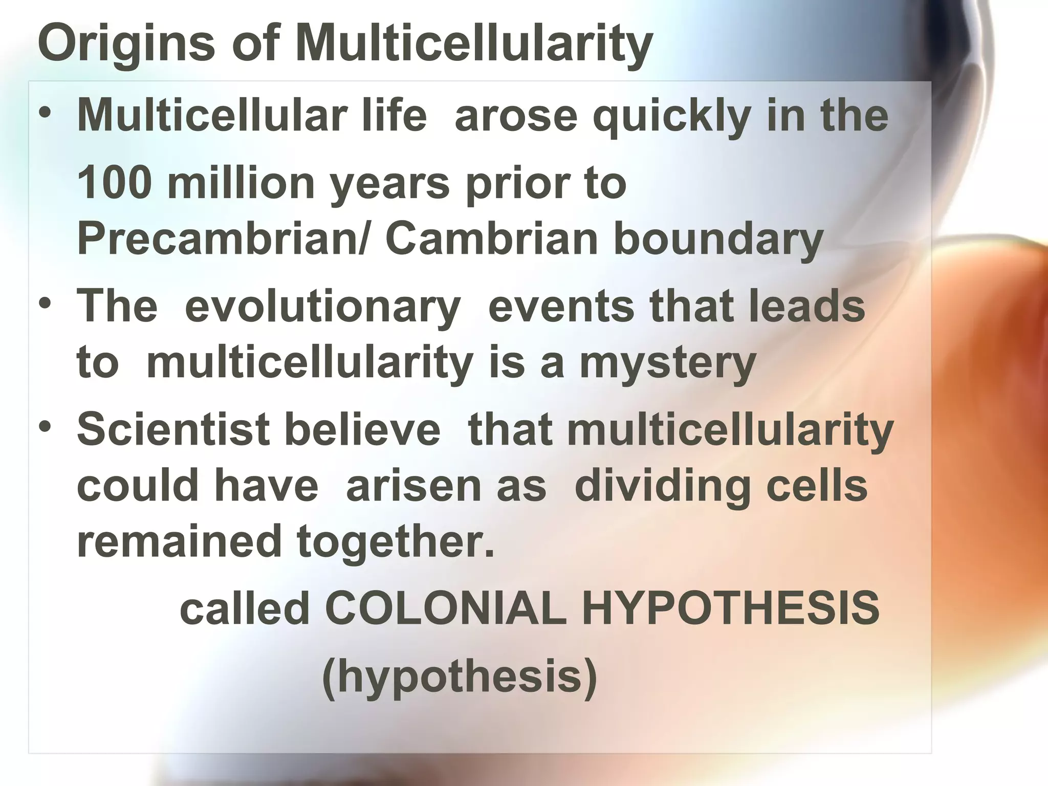 Phylum Porifera | PPT