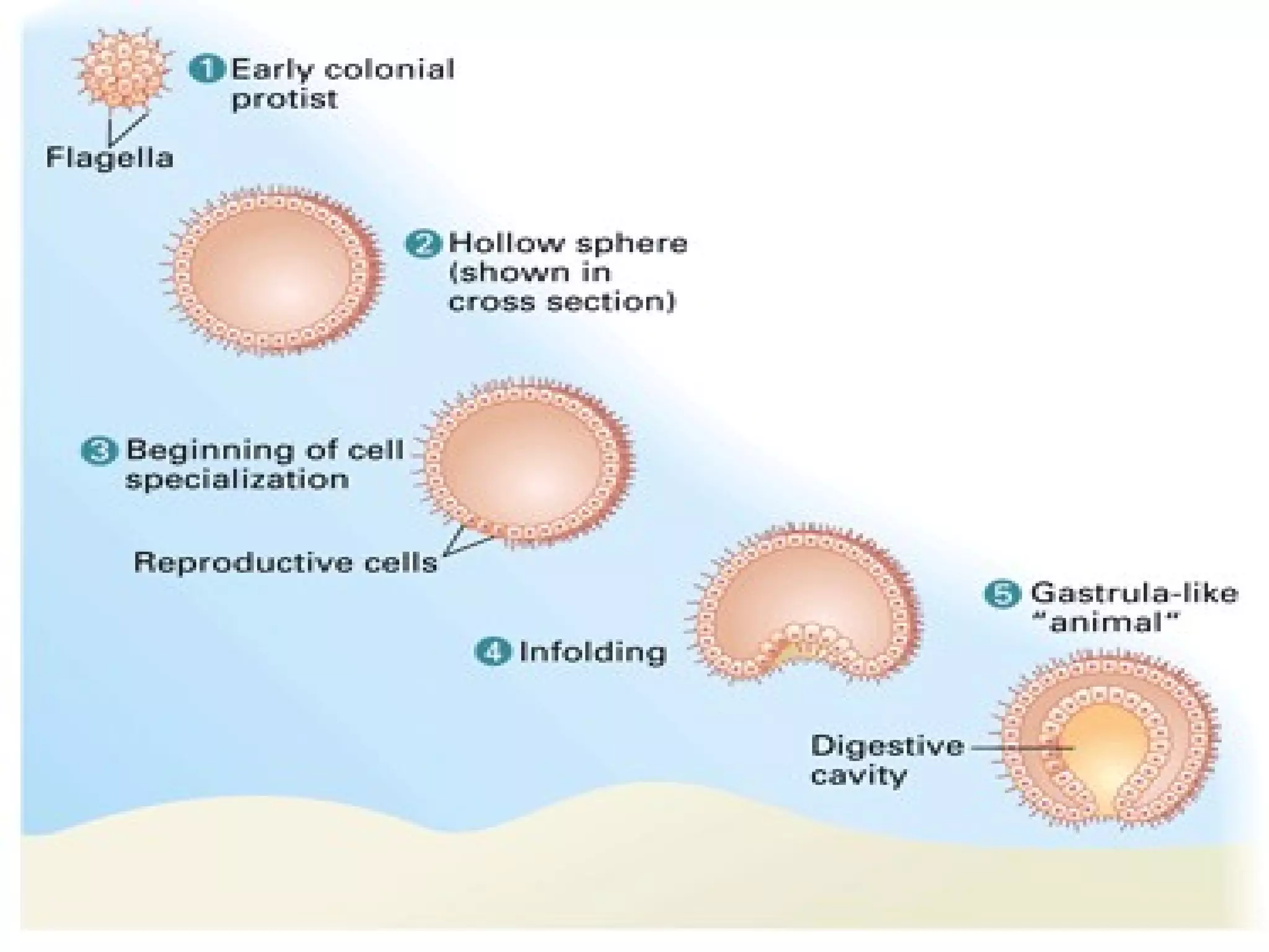 Phylum Porifera | PPT