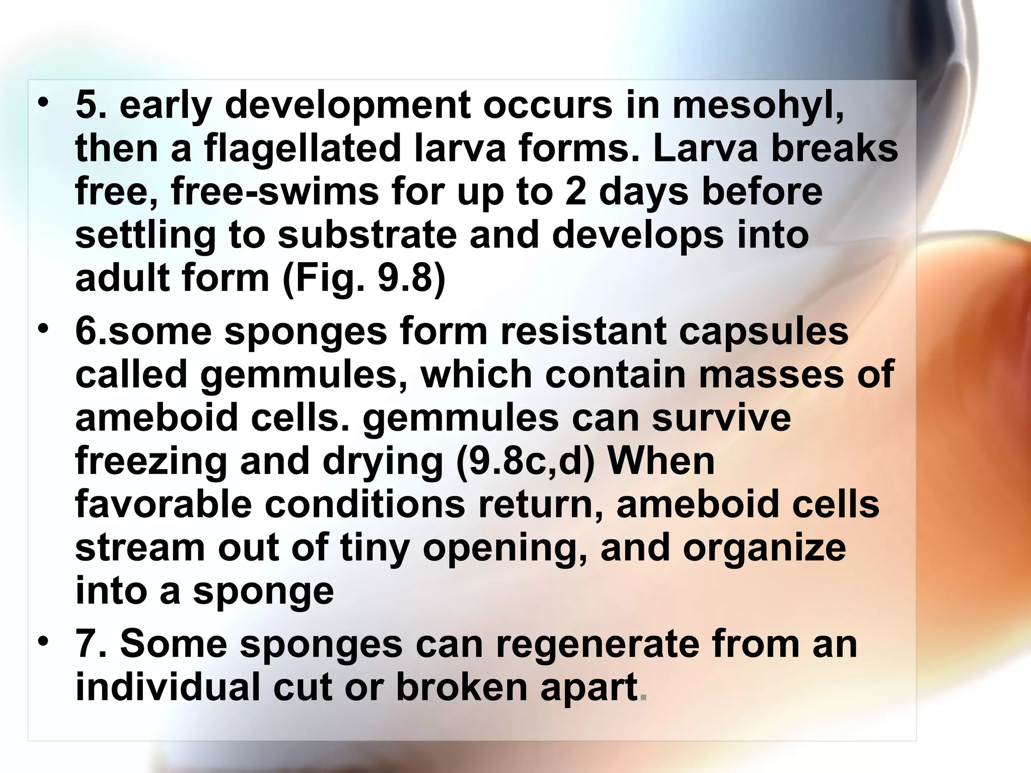 Phylum Porifera | PPT