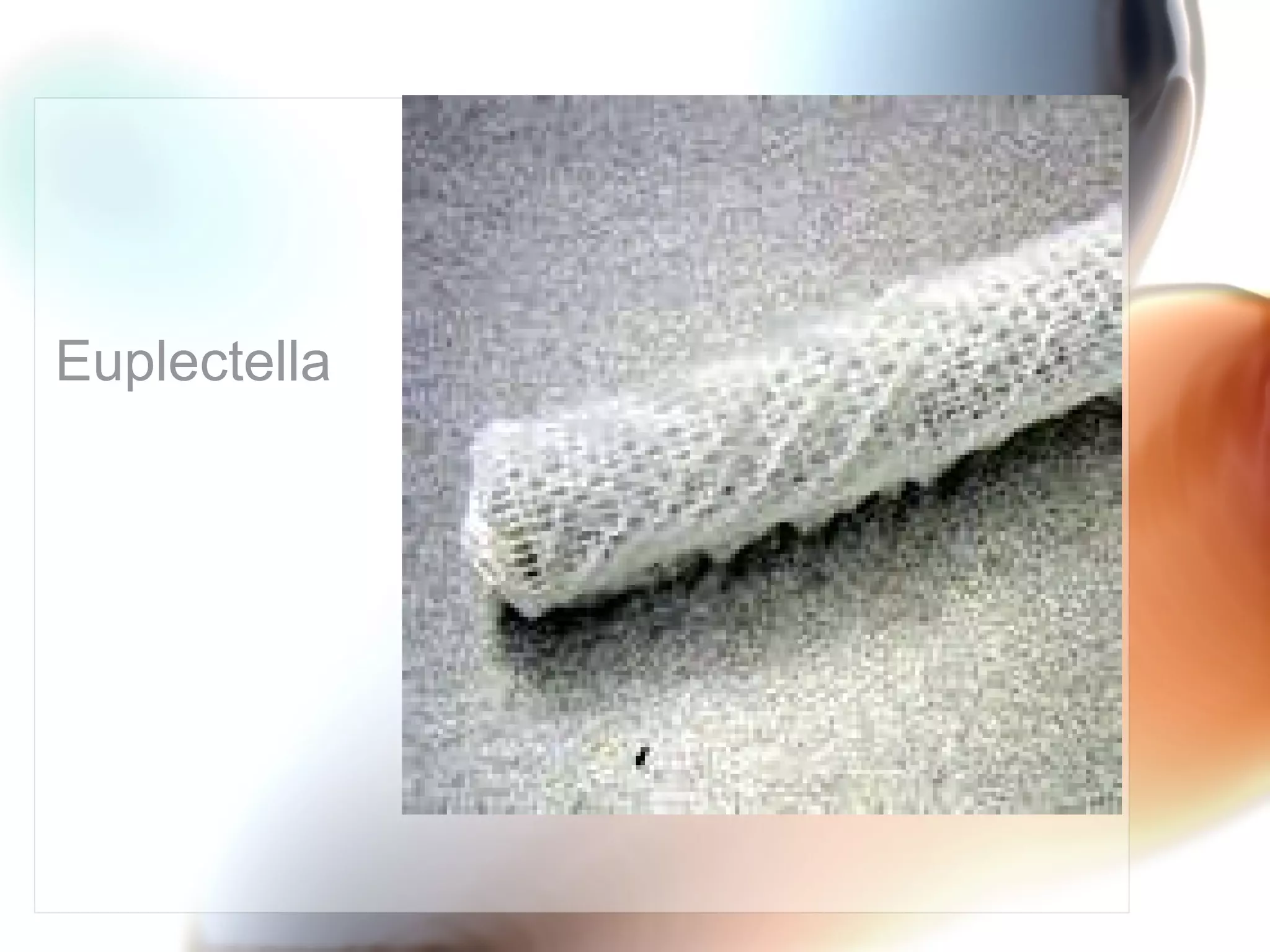 Phylum Porifera | PPT