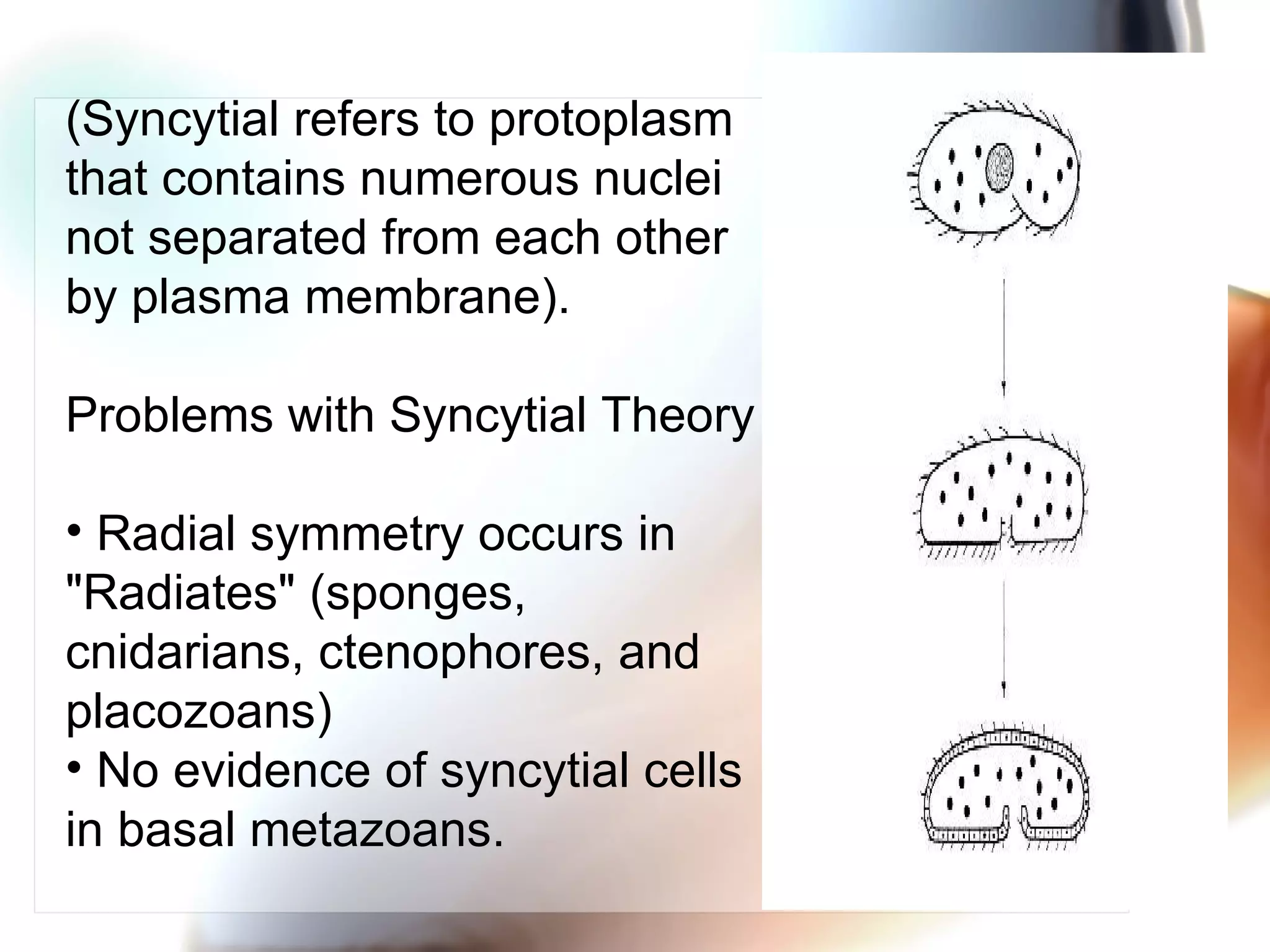 Phylum Porifera | PPT