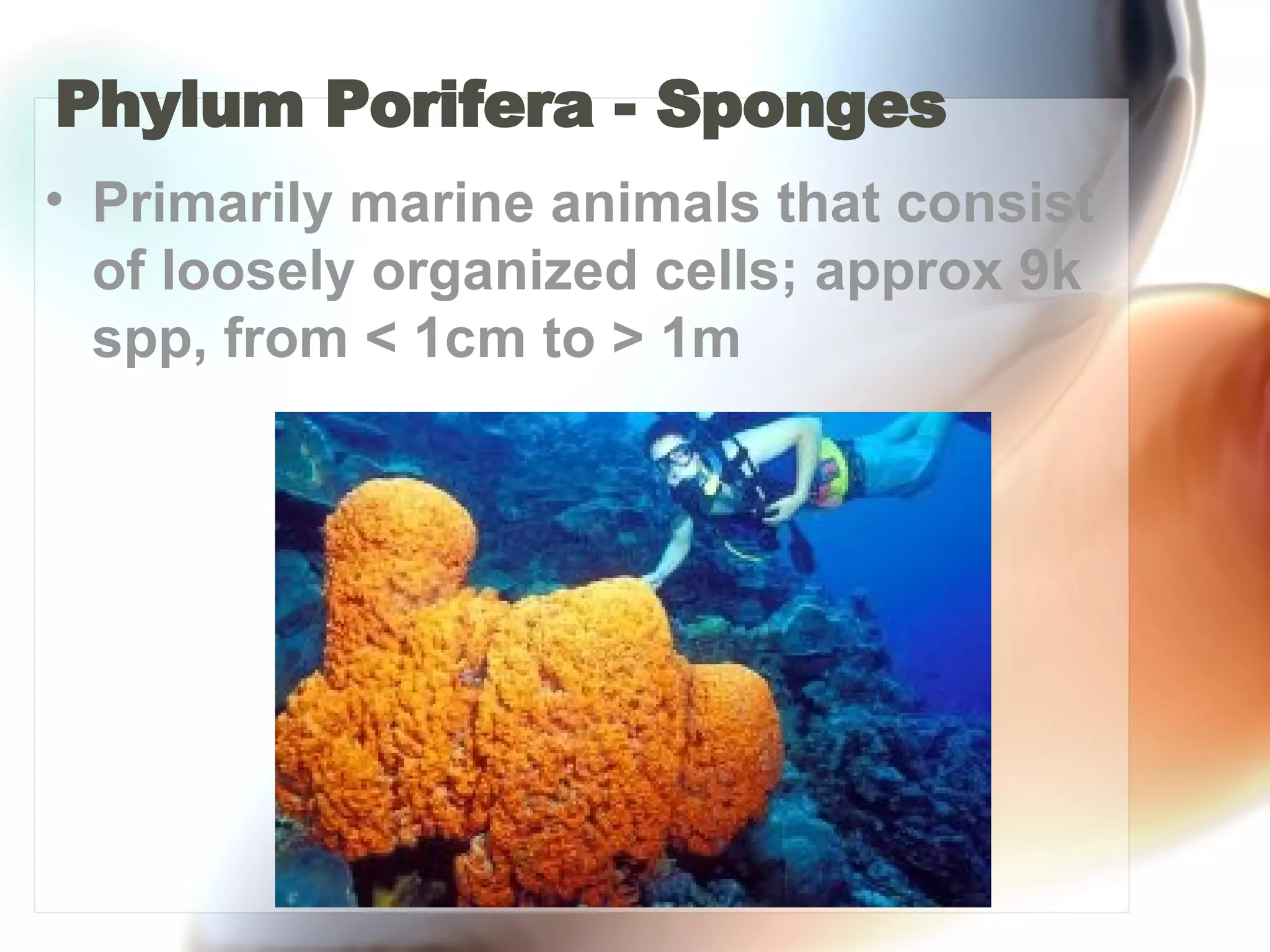 Phylum Porifera | PPT