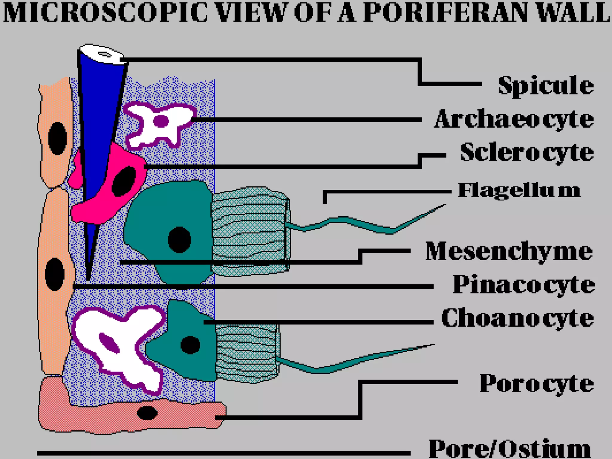 Phylum Porifera | PPT