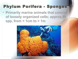 Phylum porifera | PPT