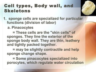 Phylum porifera | PPT