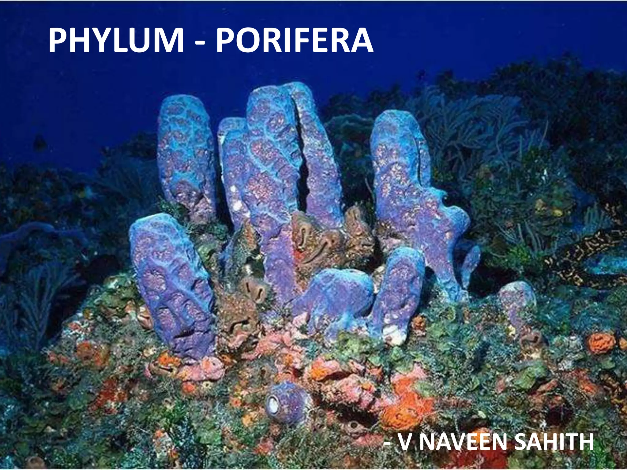 PHYLUM PORIFERA | PPTX