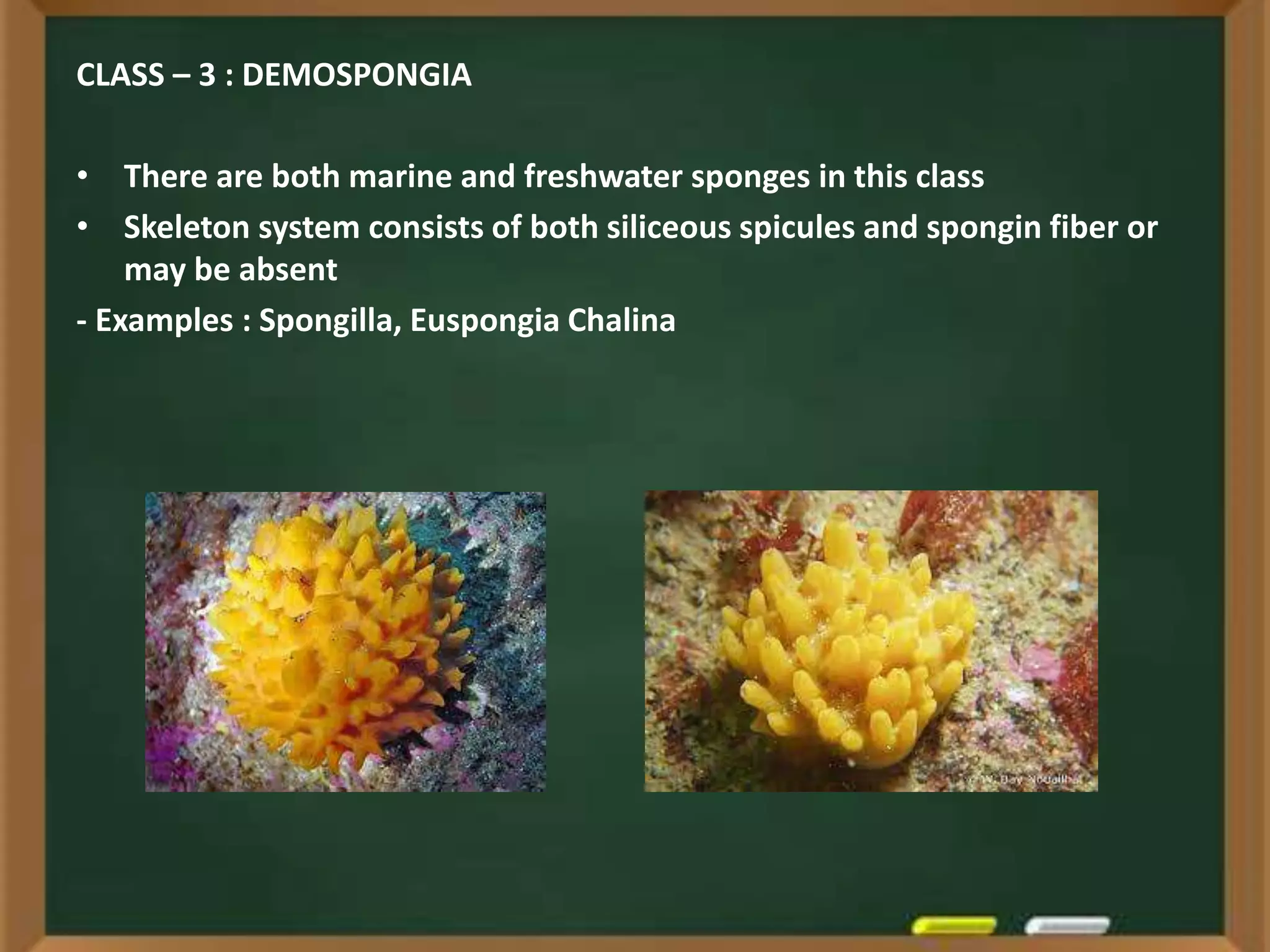 PHYLUM PORIFERA | PPTX