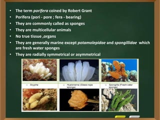 PHYLUM PORIFERA | PPTX