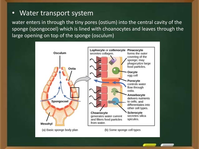 PHYLUM PORIFERA | PPT | Free Download