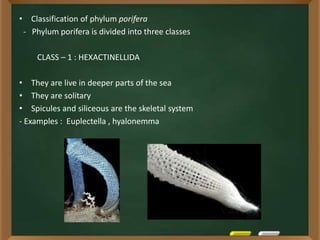 PHYLUM PORIFERA | PPTX