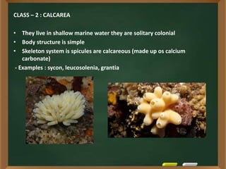 PHYLUM PORIFERA | PPTX