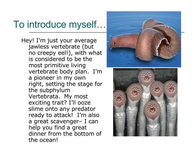 Myxini & Cephalaspidomorphi | PPT | Fish and Aquariums | Pets