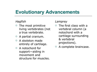Myxini & Cephalaspidomorphi | PPT