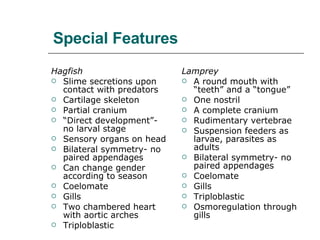 Myxini & Cephalaspidomorphi | PPT