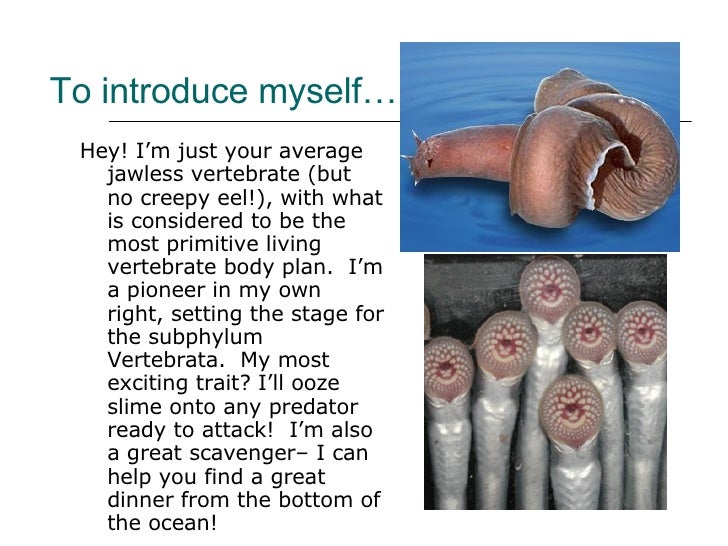 Myxini & Cephalaspidomorphi