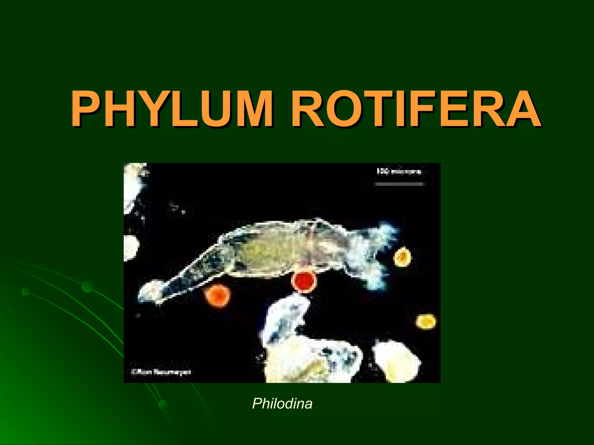 Phylum Rotifera | PPT