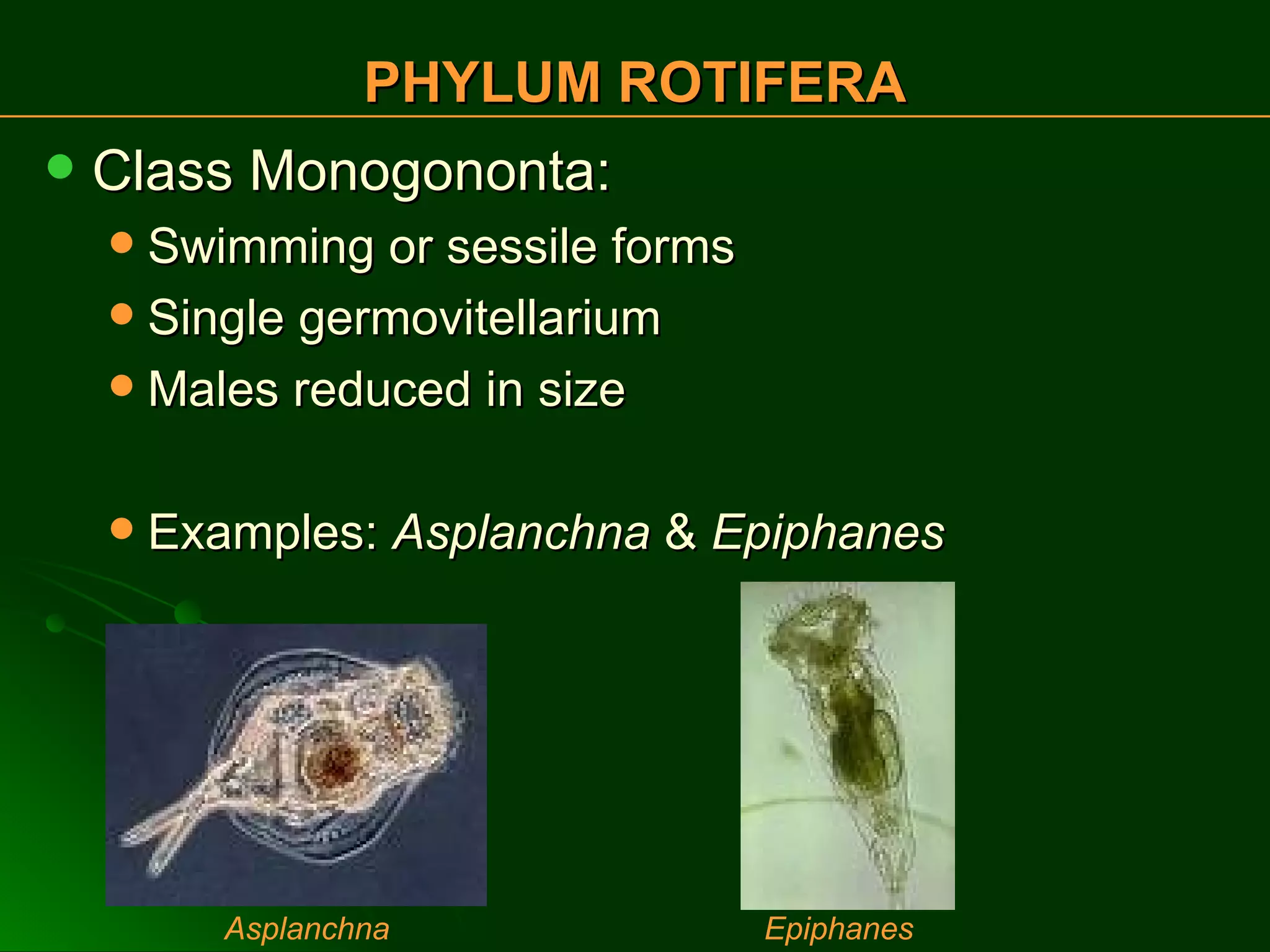 Phylum Rotifera | PPT