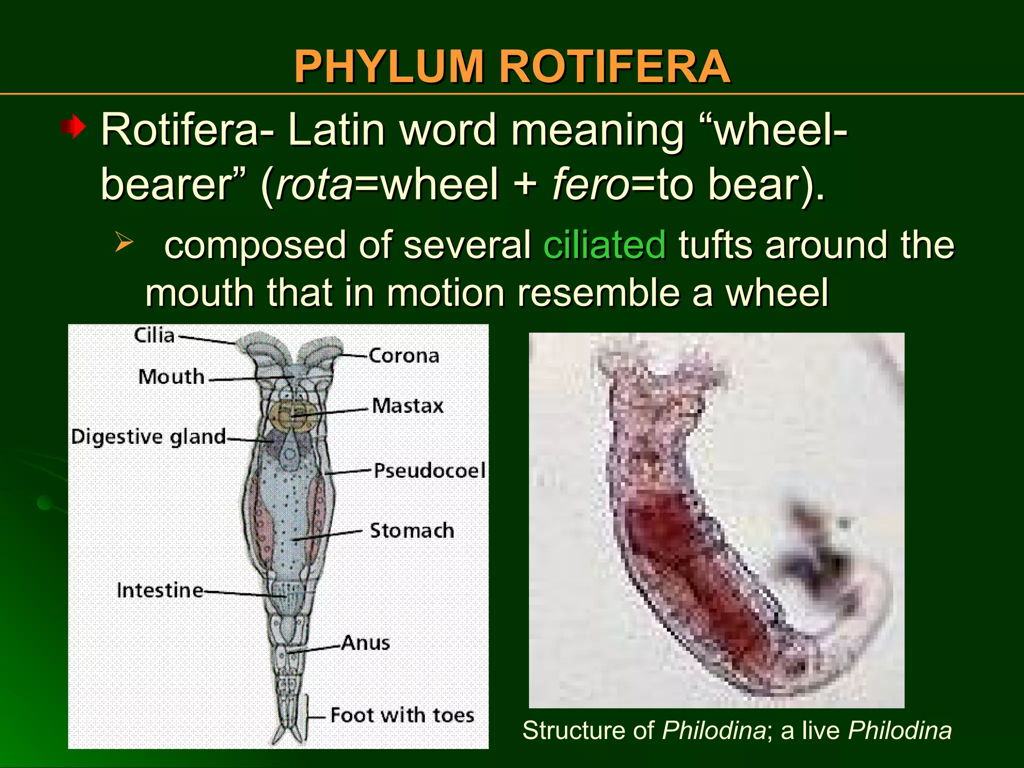 Phylum Rotifera | PPT