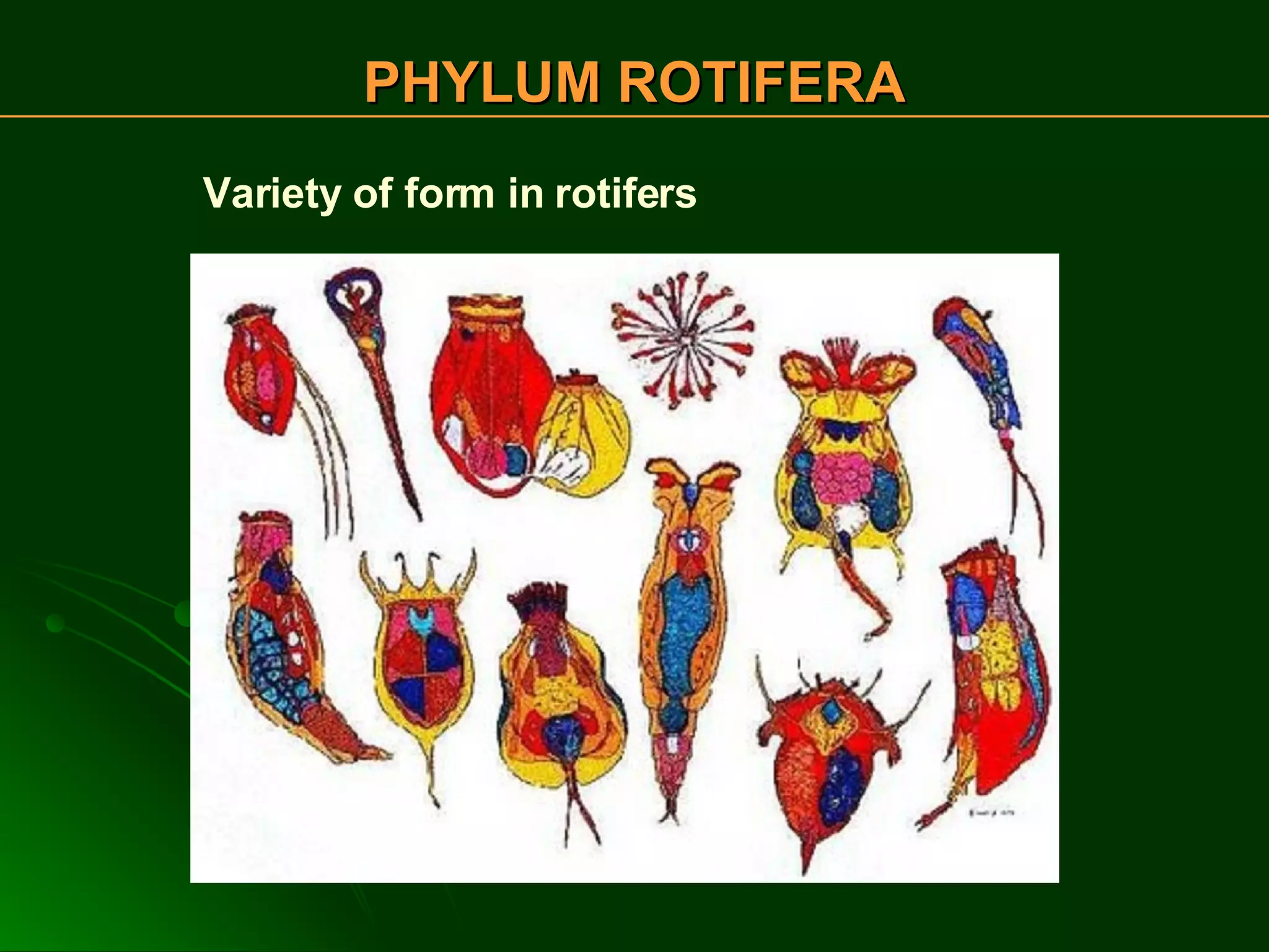 Phylum Rotifera | PPT