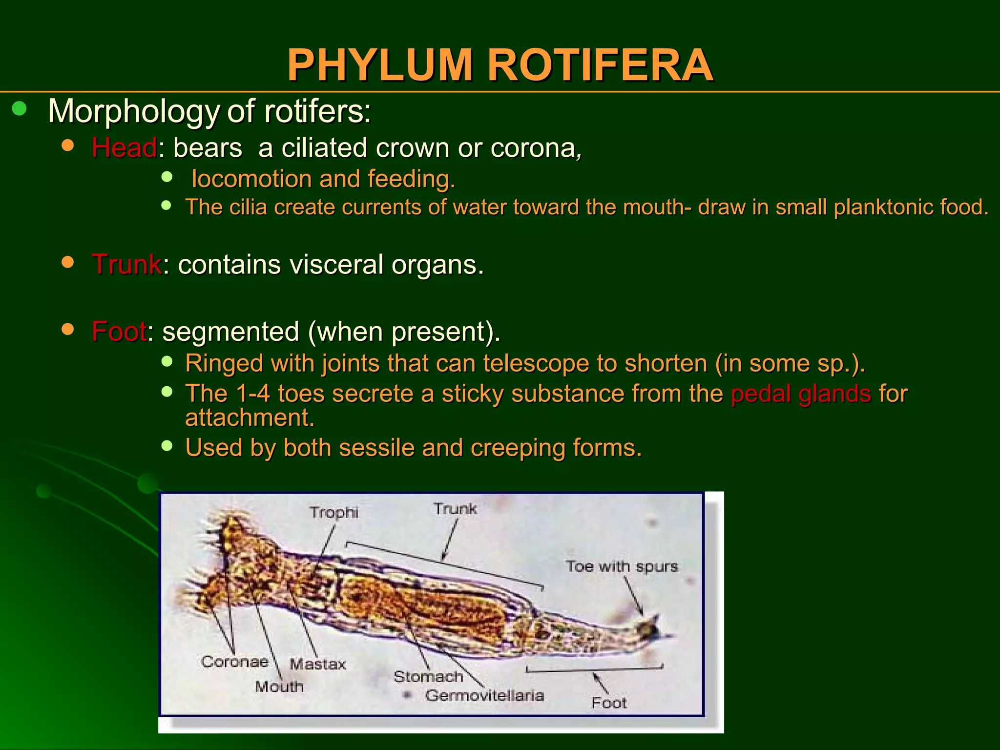 Phylum Rotifera | PPT