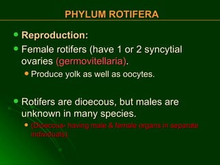Phylum Rotifera | PPT