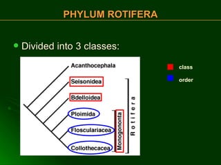 Phylum Rotifera | PPT
