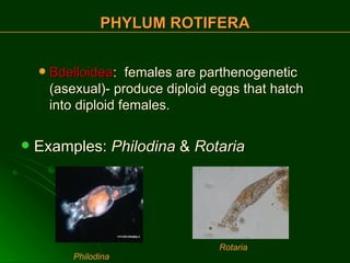 Phylum Rotifera | PPT