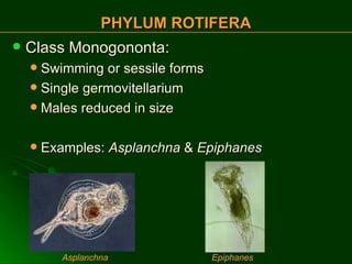 Phylum Rotifera | PPT
