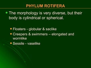 Phylum Rotifera | PPT