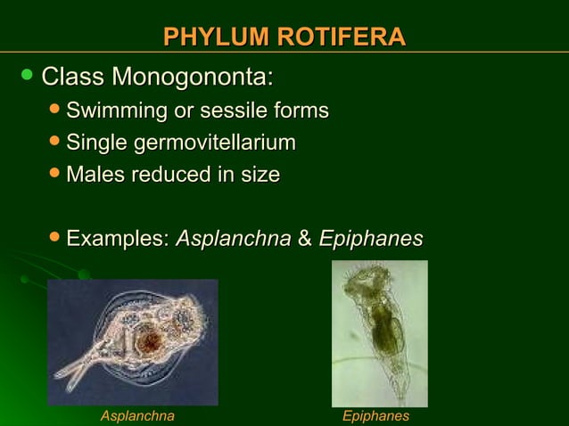 Phylum Rotifera