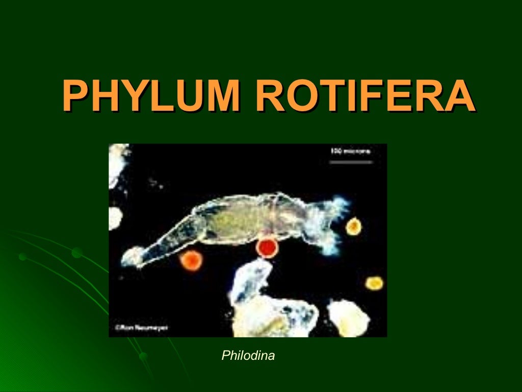 Phylum Rotifera