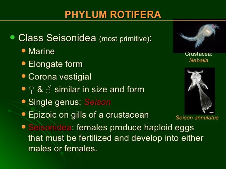 Phylum Rotifera