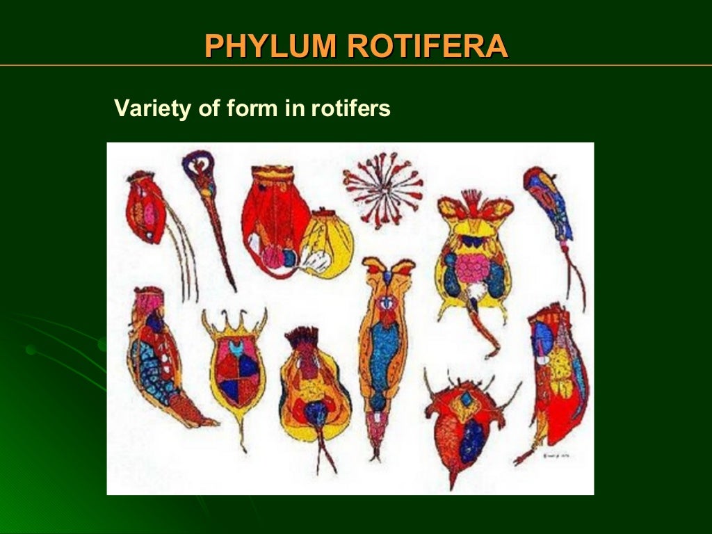 Phylum Rotifera