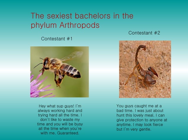 Phylum(2) | PPT