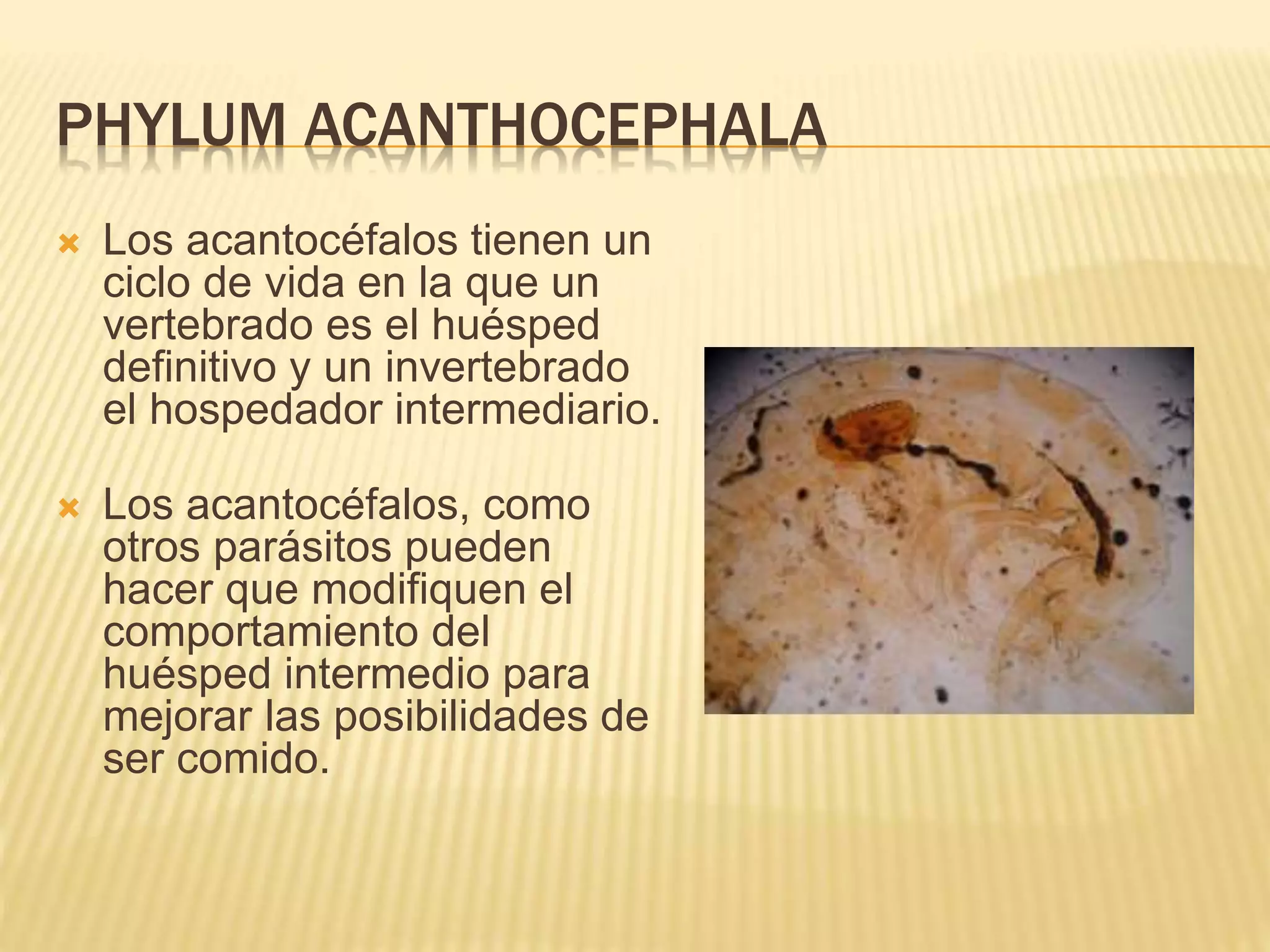 Phylum acanthocephala | PPTX