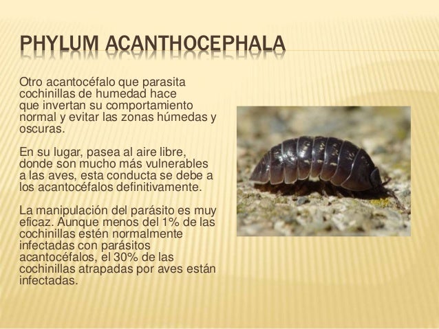 Phylum Acanthocephala