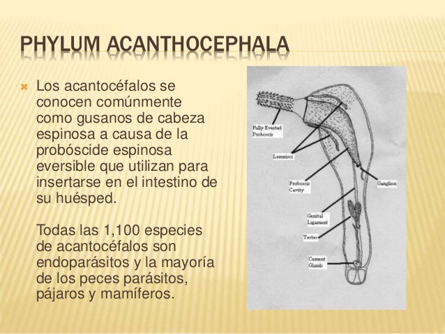 Phylum Acanthocephala