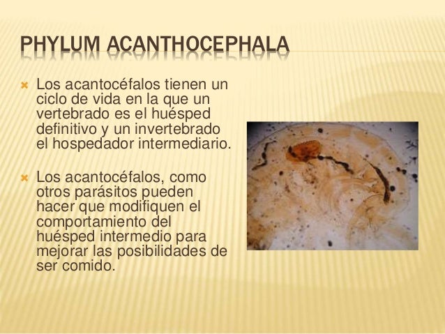 Phylum Acanthocephala