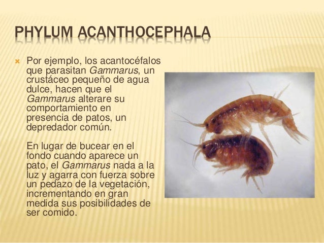 Phylum Acanthocephala