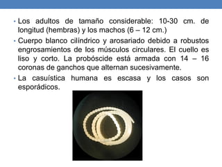 Phylum acantocephala: Características. | PDF