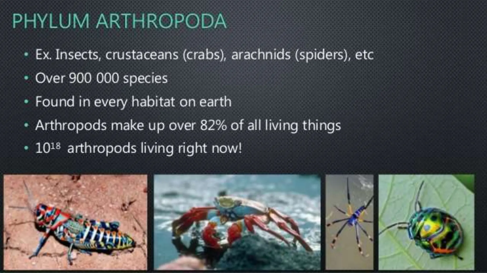Animal kingdom All Phylum for NEB Board NEPAL | PPTX