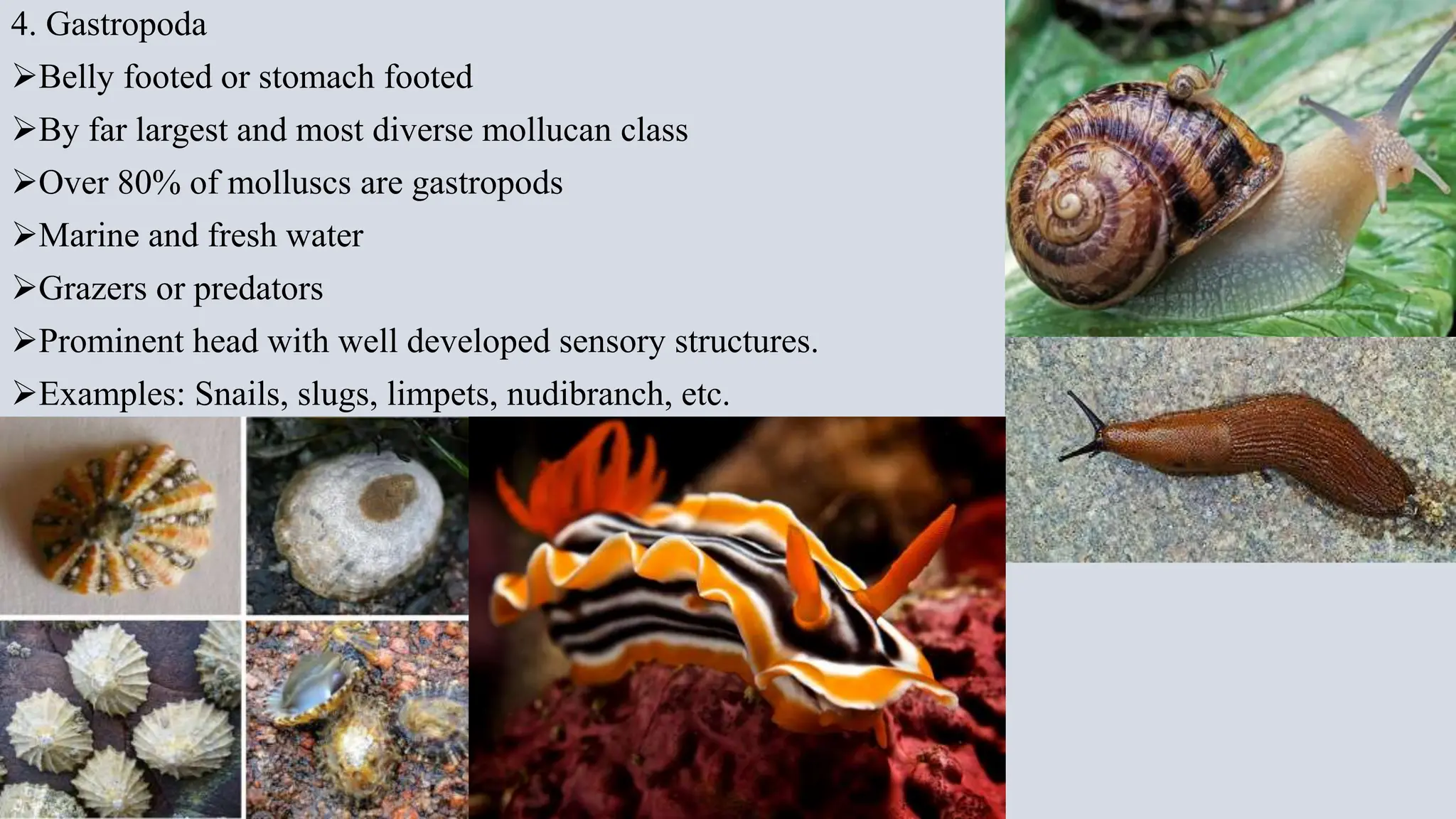 Animal kingdom All Phylum for NEB Board NEPAL | PPTX