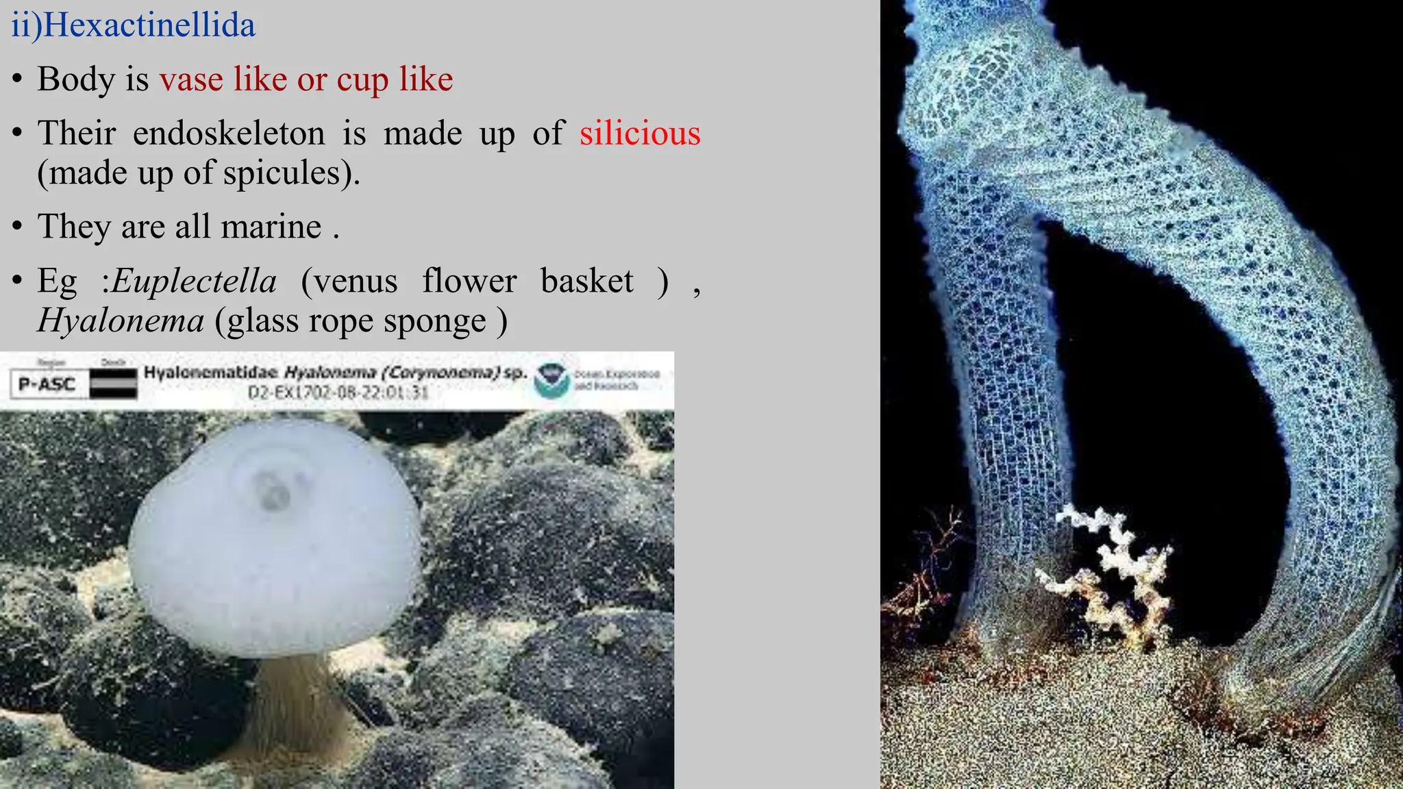 Animal kingdom All Phylum for NEB Board NEPAL | PPTX