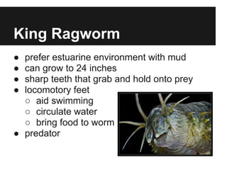 Phylum Annelida | PDF
