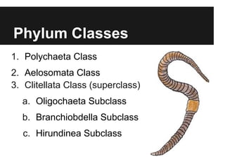 Annelida Reproductive System